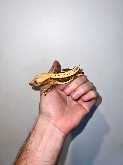 Juvie Lilly White Male Crested Gecko by The Gecko King, Inc