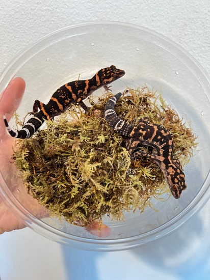 Japanese Cave Geckos PAIR More Gecko by The Gecko King, Inc