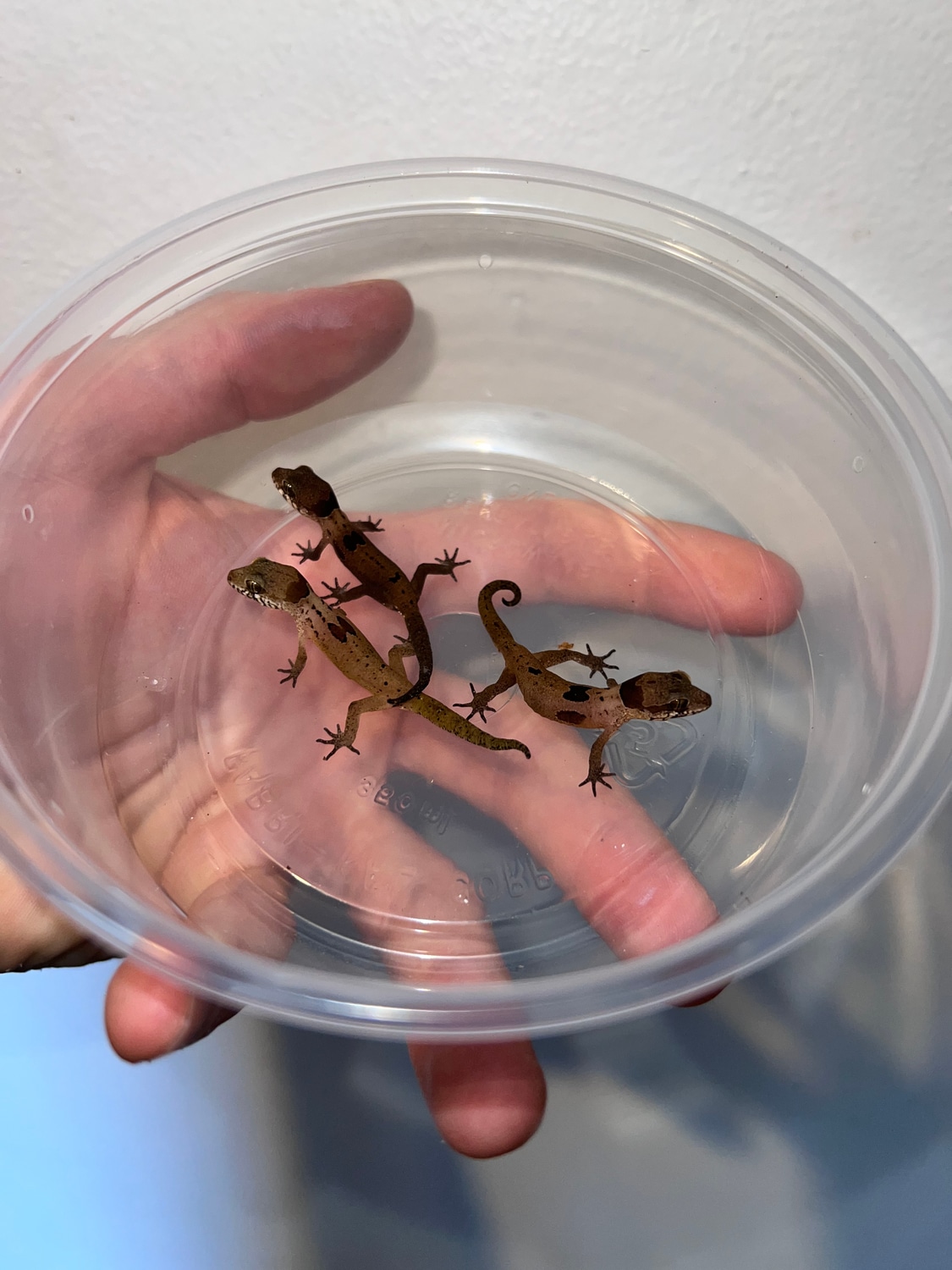 Srilankan Gecko (Geckoella Yakhuna) More Gecko by The Gecko King, Inc ...