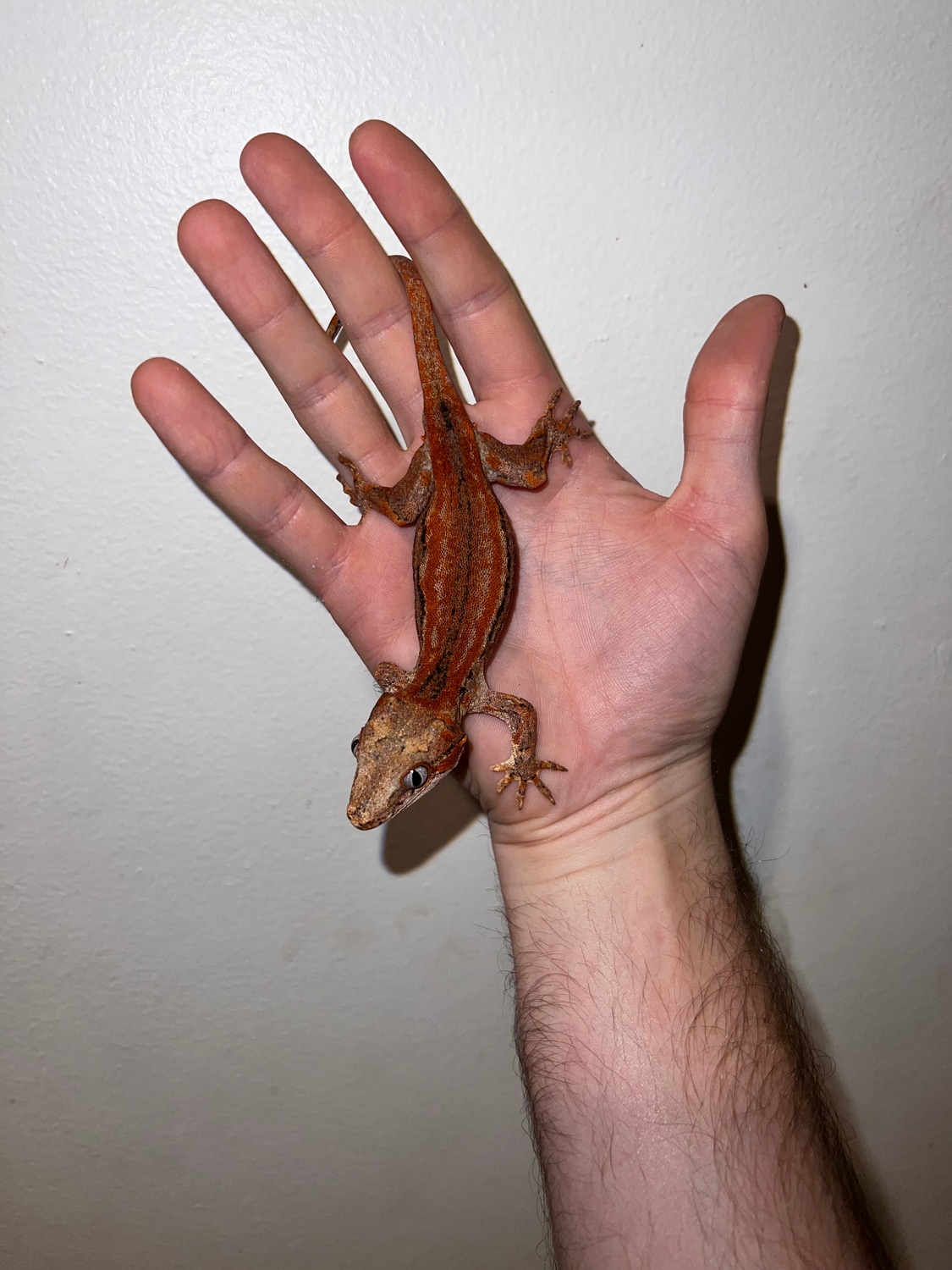 Red Base Red Stripe Gargoyle Gecko by The Gecko King, Inc - MorphMarket