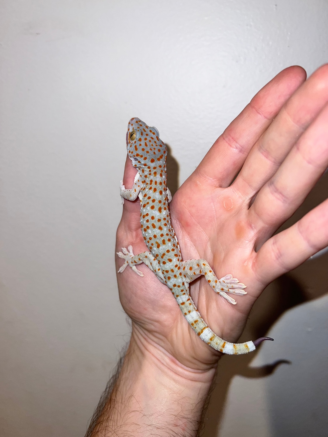 CBB Very Clean Patterned Normal Tokay Gecko by The Gecko King, Inc ...