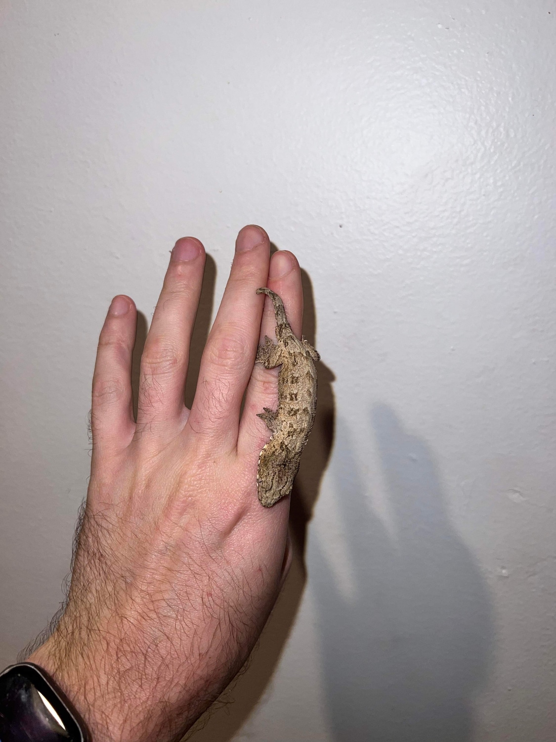 PURE Nuu Ana Leachianus Gecko by The Gecko King, Inc - MorphMarket