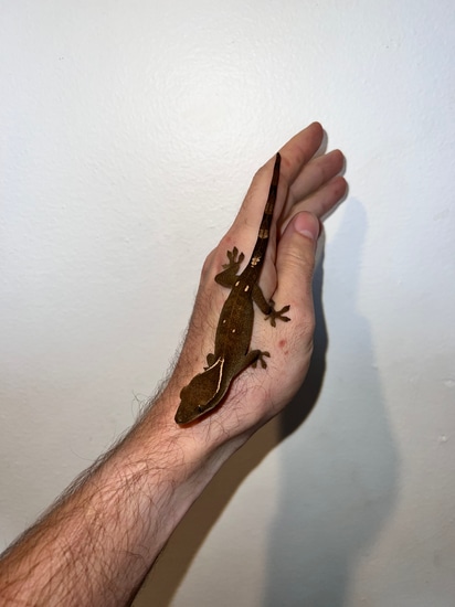 HOLIDAY SALE White Collar Sara More Gecko by The Gecko King, Inc