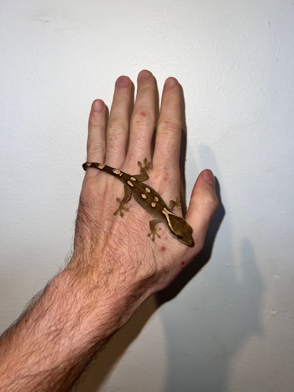 Huge Spotted Sara! *hold Back Release More Gecko by The Gecko King, Inc