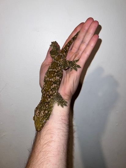 Purple High Patterned Brosse Leachianus Gecko by The Gecko King, Inc