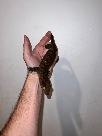 MCDM Leachianus Gecko by The Gecko King, Inc