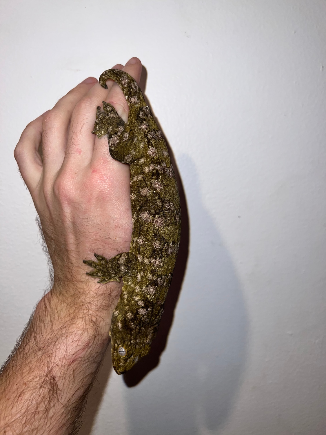 Purple Moro Leachianus Gecko by The Gecko King, Inc - MorphMarket