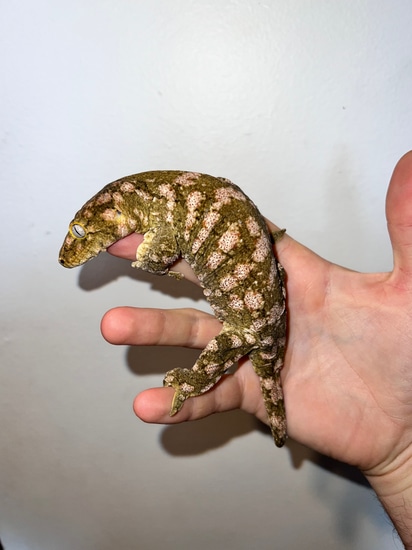 Pure Bayonnaise High Color Leachianus Gecko by The Gecko King, Inc