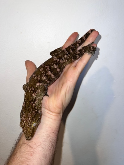 Purple GTx Leachianus Gecko by The Gecko King, Inc