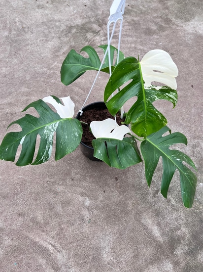 HUGE Monstera Albo Half Moon Other Plant by The Gecko King, Inc
