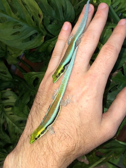 Phelsuma Klemmeri “neon Blue Day Gecko by The Gecko King, Inc