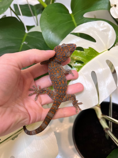 100% Het Albino Tokay Gecko by The Gecko King, Inc