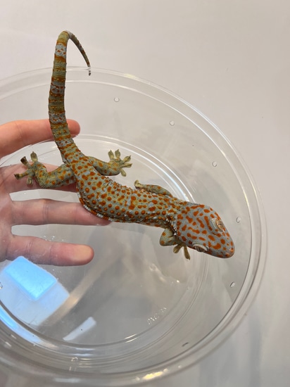 Stunning Normal CBB Tokay Gecko by The Gecko King, Inc
