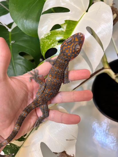 Orange Spot CBB Tokay Gecko by The Gecko King, Inc