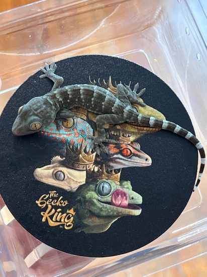 Hypo/reduced Pattern (Co-dom) Tokay Gecko by The Gecko King, Inc