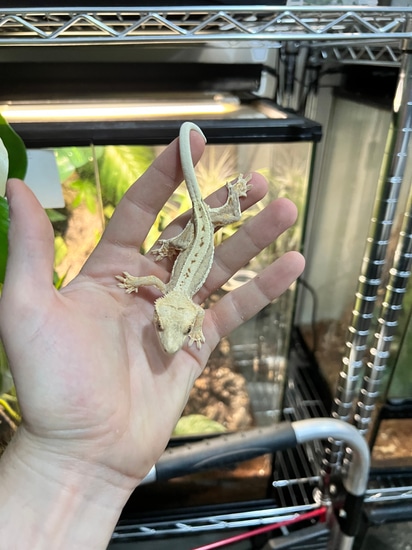 Creamsicle Lilly White Crested Gecko by The Gecko King, Inc
