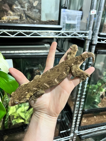 Pure Troeger Mt Koghis DARK Leachianus Gecko by The Gecko King, Inc