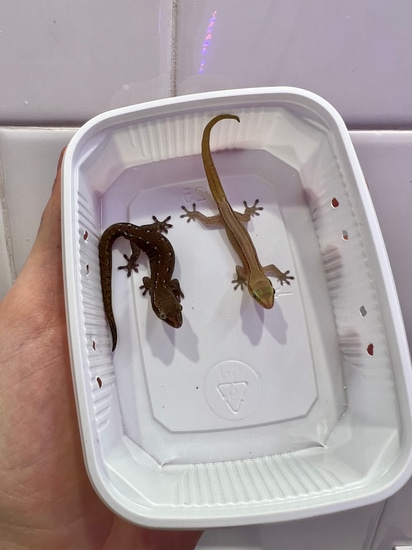 Dierogekko Nehoueensis More Gecko by The Gecko King, Inc