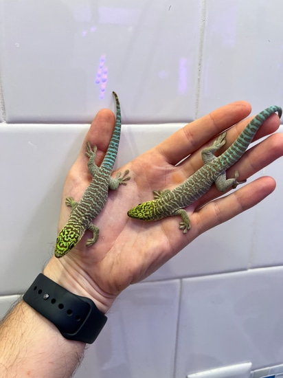 Phelsuma Standingi *high Blue Day Gecko by The Gecko King, Inc