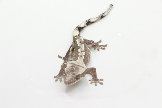 PET ONLY Axanthic Crested Gecko by The Gecko King, Inc