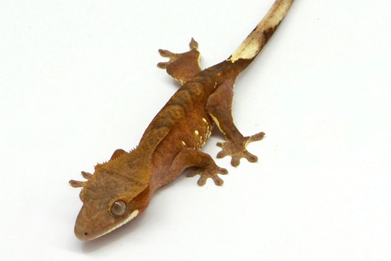 Red Porthole Crested Gecko by The Gecko King, Inc