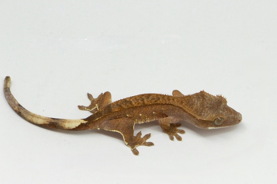 Red Porthole Crested Gecko by The Gecko King, Inc