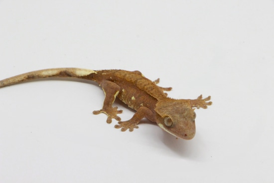 Red Porthole Crested Gecko by The Gecko King, Inc