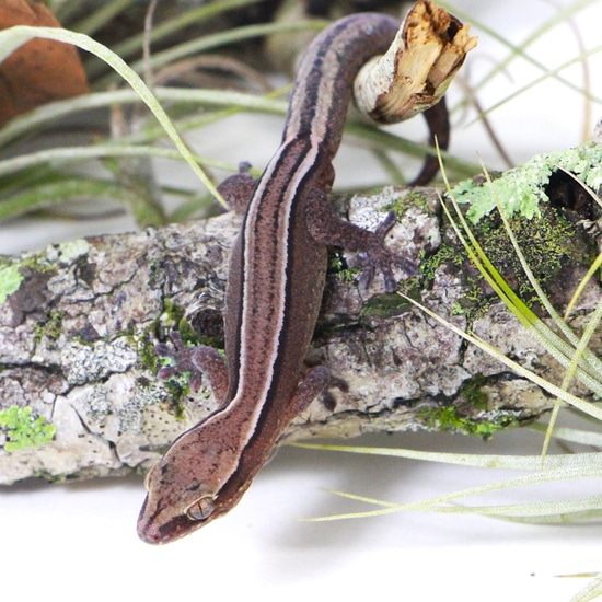 Dierogekko Nehoueensis More Gecko by The Gecko King, Inc