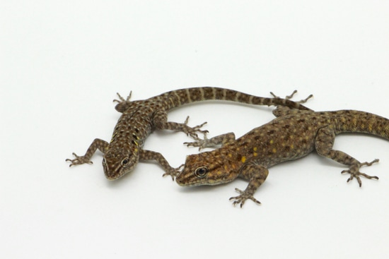 Atlas Day Gecko PAIR More Gecko by The Gecko King, Inc