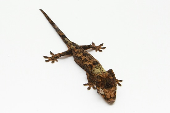 Lichen" High Color Pine Island Chahoua Gecko by The Gecko King, Inc