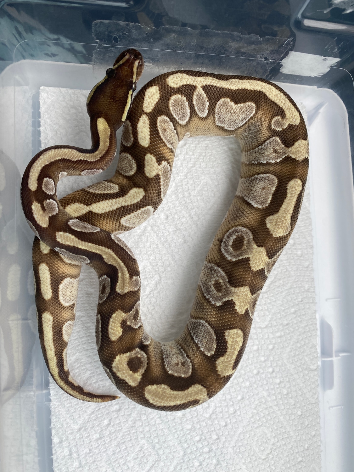 Mojave Yellowbelly Ball Python by The Gecko Momma - MorphMarket