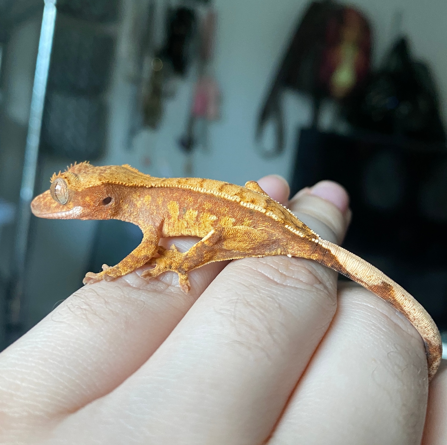 “Enchirito” Orange/Red Harley Crested Gecko by The Gecko Momma ...