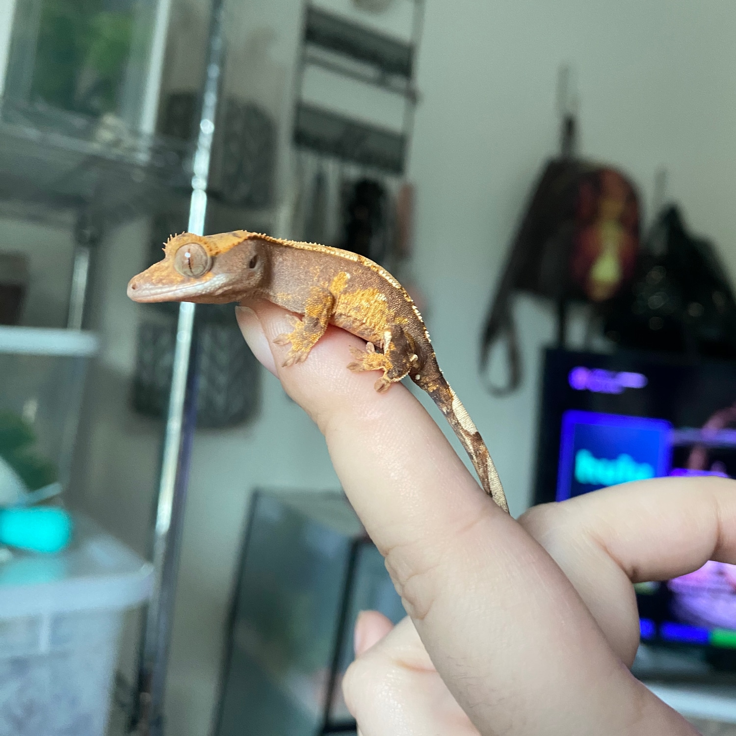 “Fire Sauce” Crested Gecko by The Gecko Momma - MorphMarket