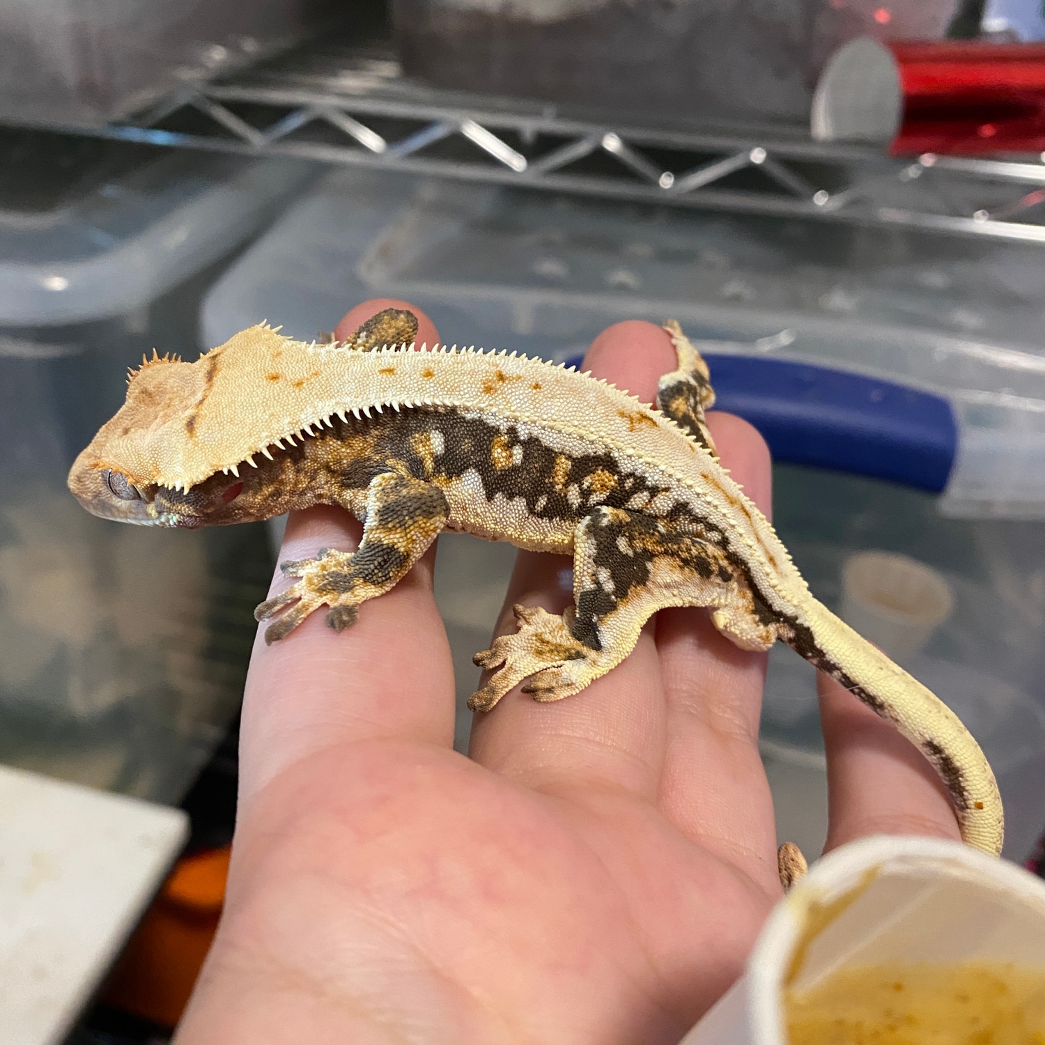 Male Lilly White Tricolor Crested Gecko by The Gecko Momma - MorphMarket