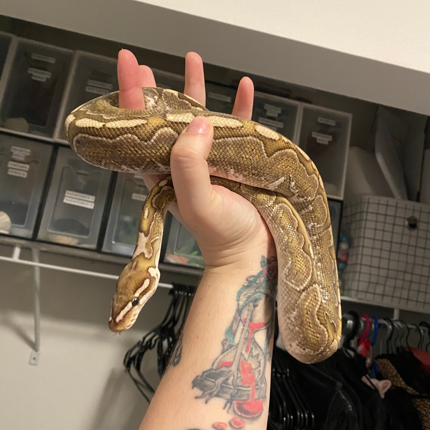 FREE SHIP Bamboo Cinnamon Female Ball Python by The Gecko Momma ...