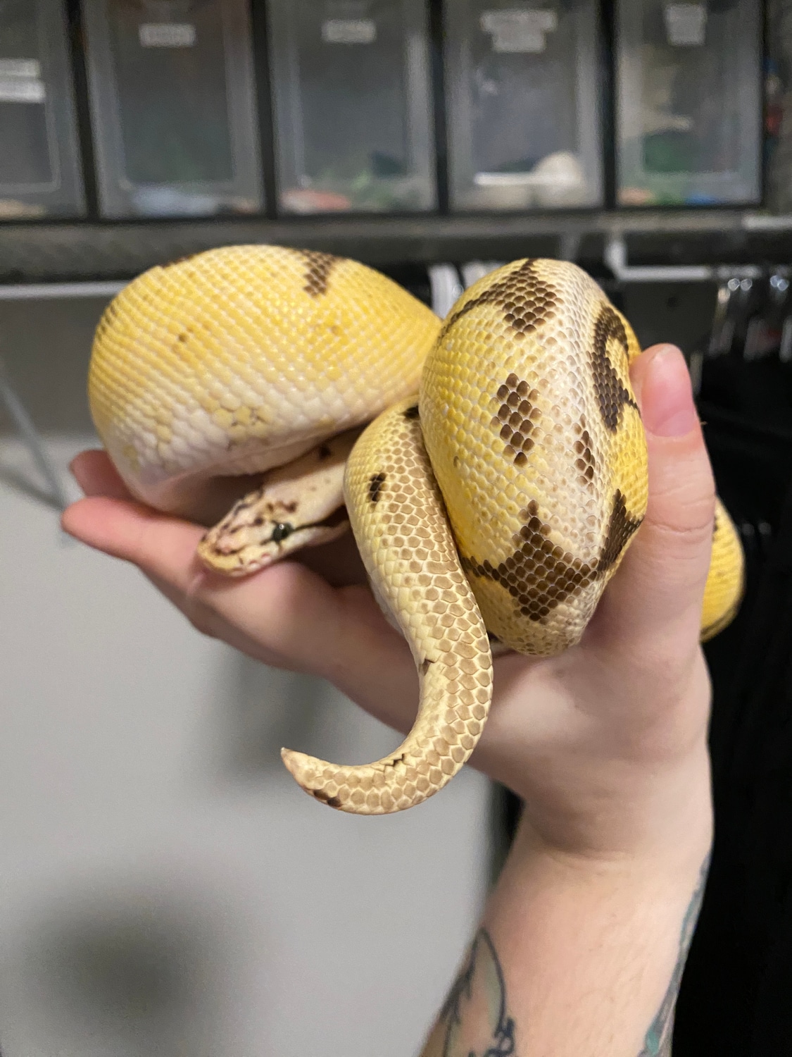 BumbleBelly Female FREE SHIPPING Ball Python by The Gecko Momma ...