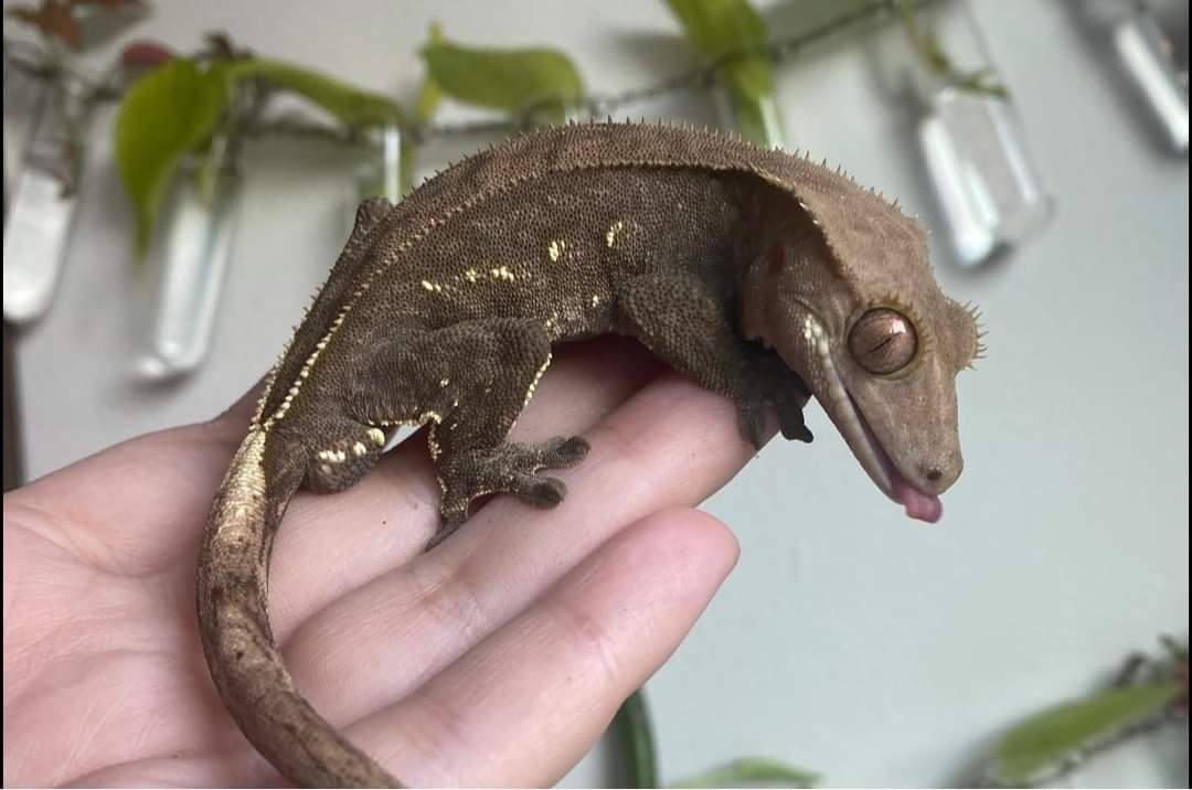 Phantom Pinstripe Crested Gecko by The Gecko Momma - MorphMarket