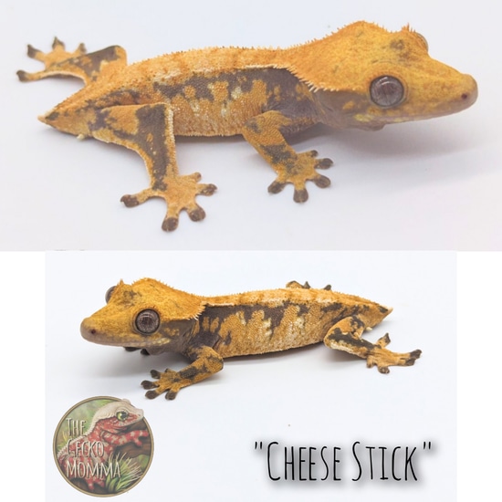 "Cheese Stick" Crested Gecko by The Gecko Momma