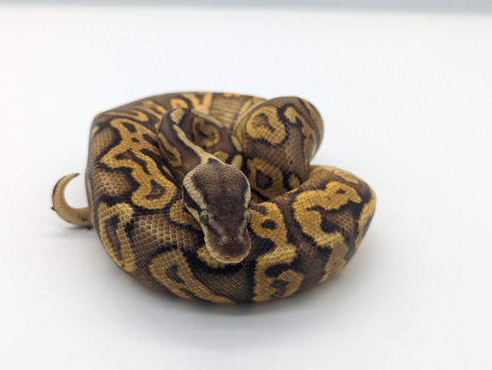 Pastel Leopard GHI YB Het Ultramel Ball Python by The Gecko Momma