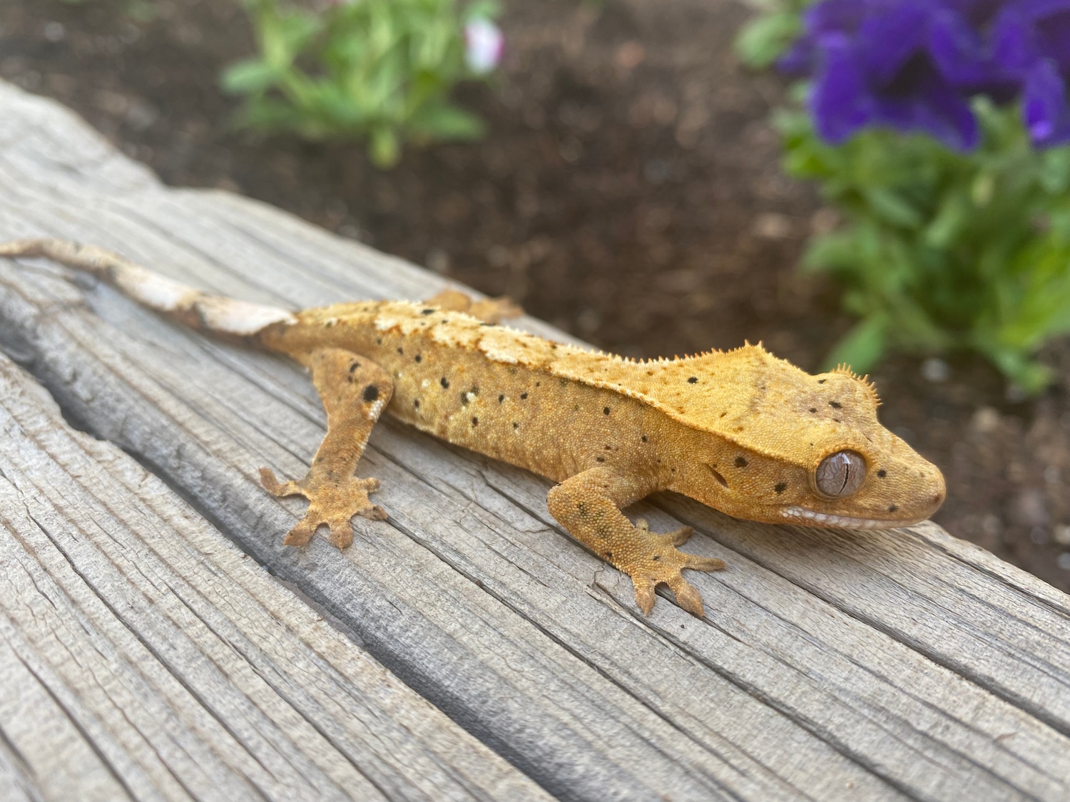 Yellow And Cream Super Dalmation Crested Gecko by The Gecko Proffesor ...