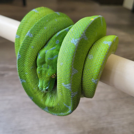 Sorong X Aru Green Tree Python by The Golden Pet