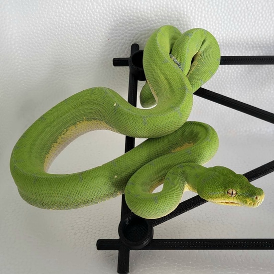 Jayapura Green Tree Python by The Golden Pet