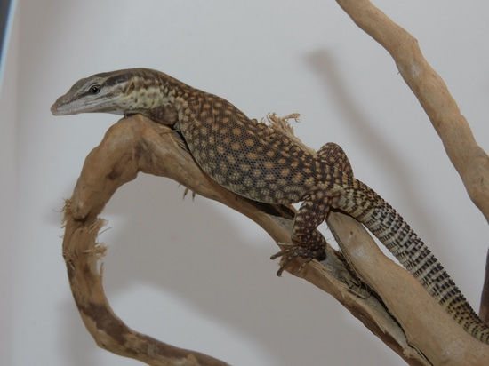 Yellow Spiny Tailed Monitors Ackie Monitor by Weavers Wildlife