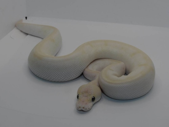 Lesser Enchi Firefly Champagne Poss. Orange Dream Poss. Pinstripe Ball ...