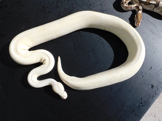 Pastel Puma Yellowbelly Spark Ball Python by Weavers Wildlife