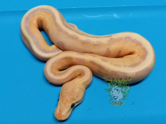 Banana G-Stripe 66% Het Albino Ball Python by The Gorgon's Head