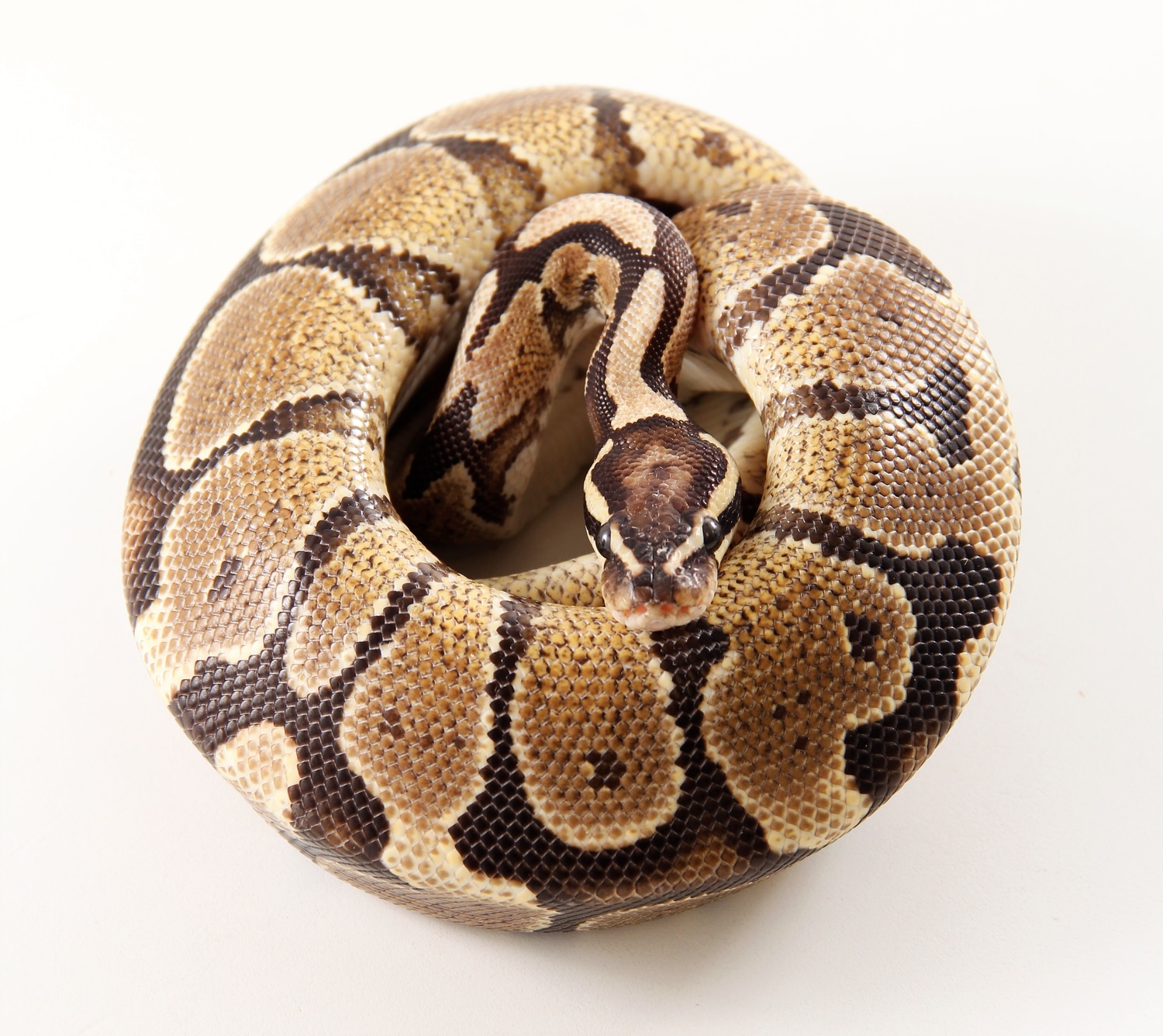 McSpark (McKenzie, Spark) Ball Python by The Gourmet Rodent - MorphMarket