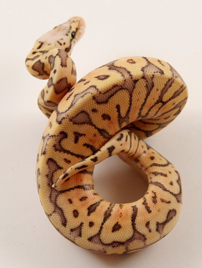 Super Pastel Woma Yellow Belly Ball Python by The Gourmet Rodent