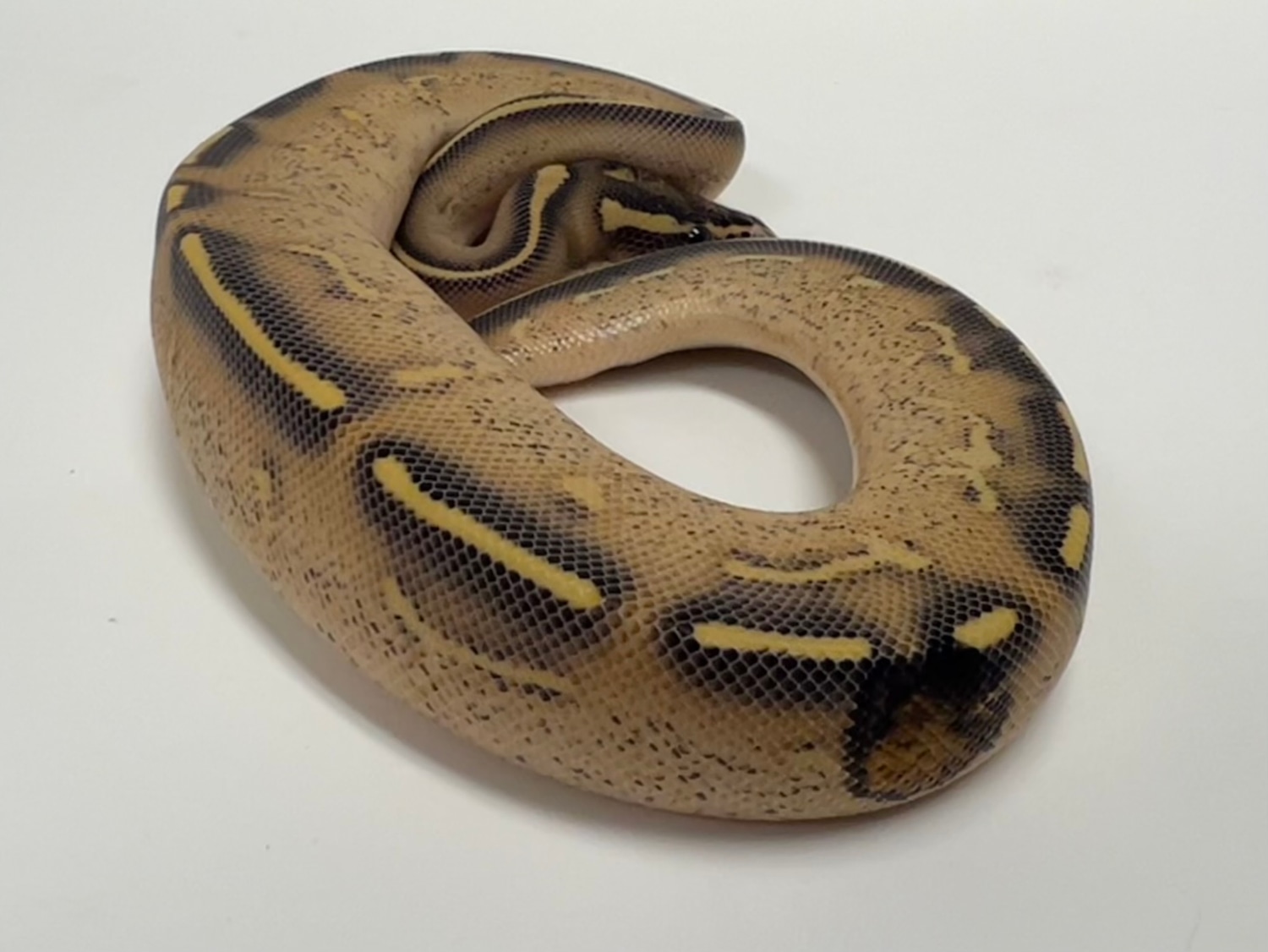 Highway With Slight Paradox Ball Python by The Gourmet Rodent - MorphMarket