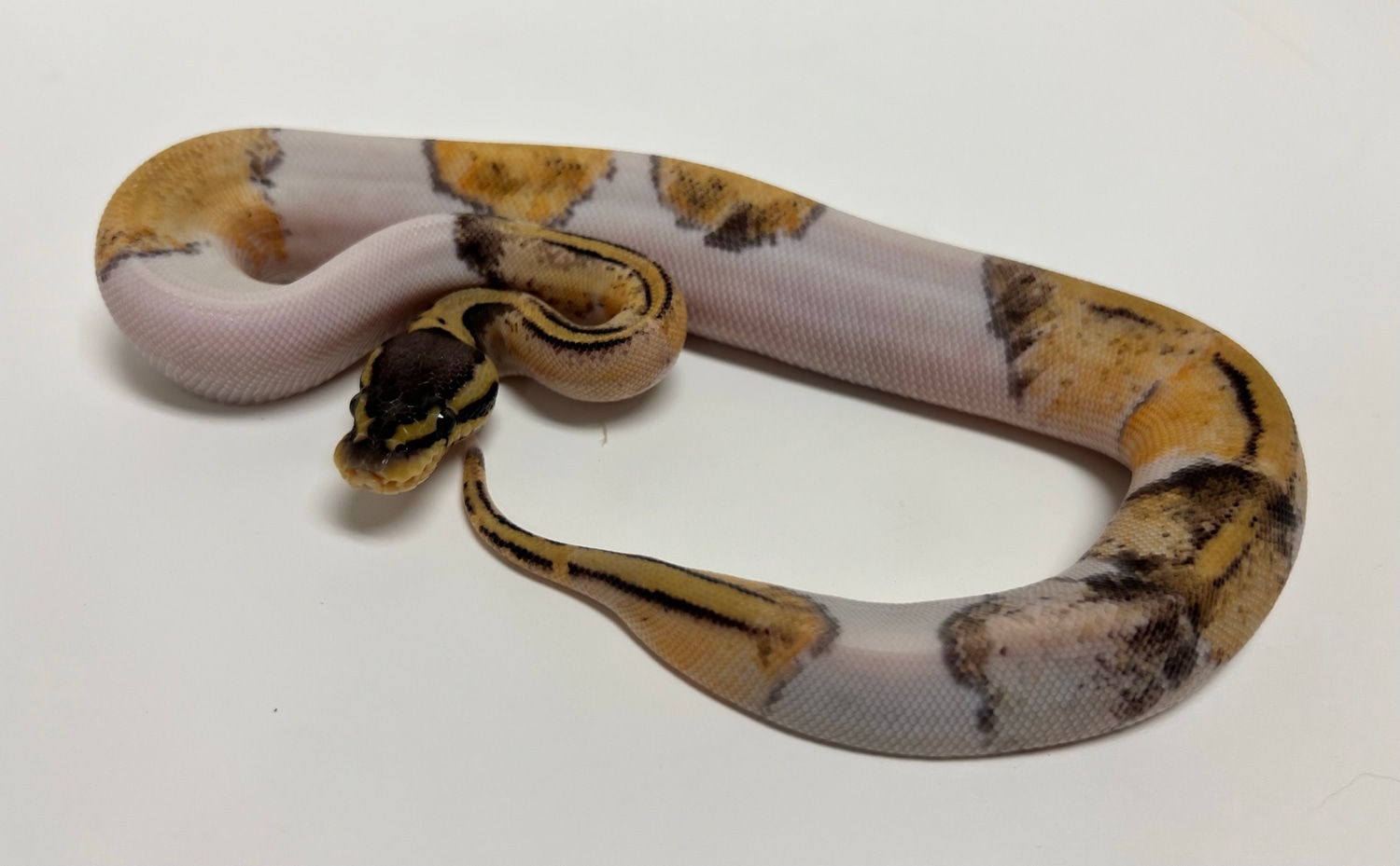 Pied Super Pastel Ball Python by The Gourmet Rodent - MorphMarket